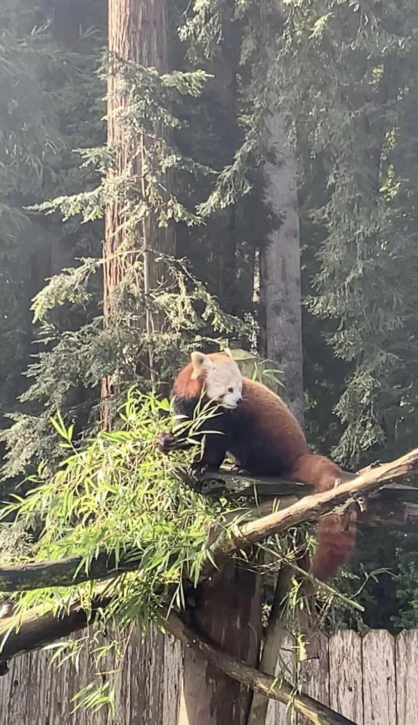 Meet a Red Panda at Sequoia Park Zoo - Trip Ideas - Unique Inns