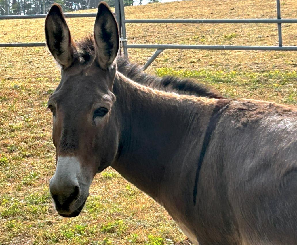 Meet Rescue Donkeys - Trip Ideas - Unique Inns