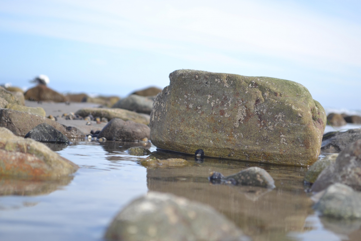 Go Tide Pooling in Gold Beach - Trip Ideas - Unique Inns