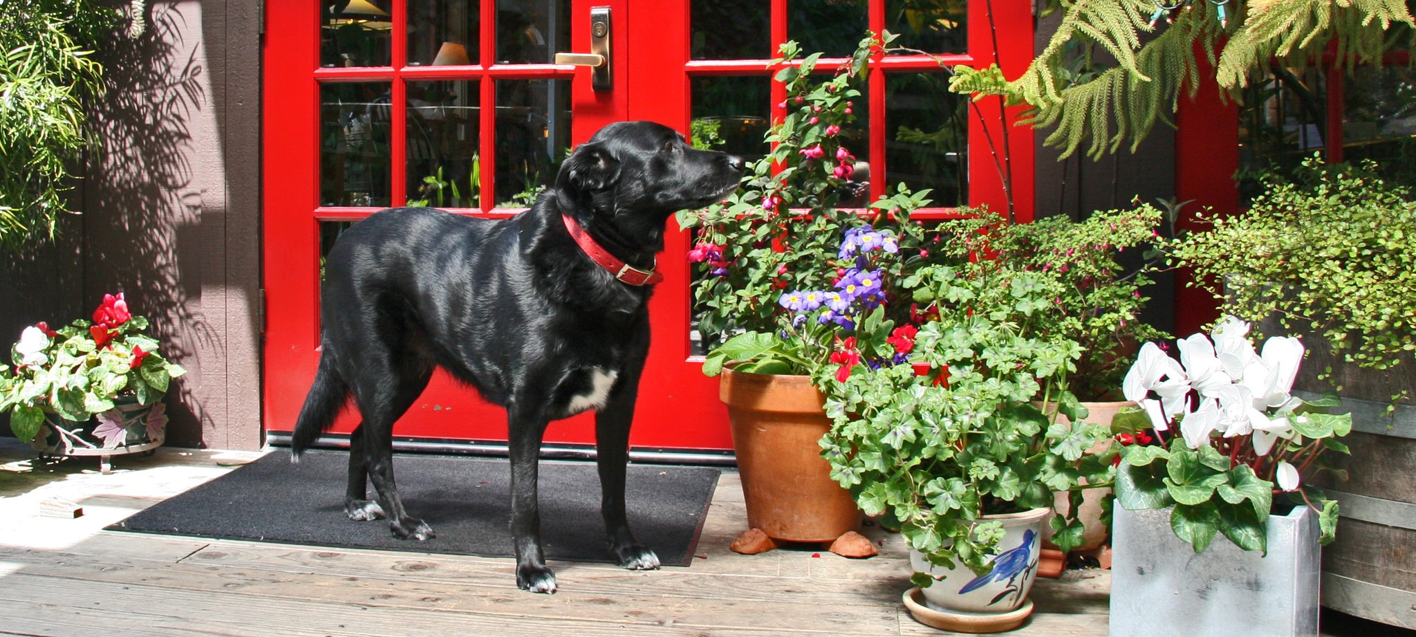 Top 3 Pup-Friendly Places to Visit in California - Trip Ideas - Unique Inns